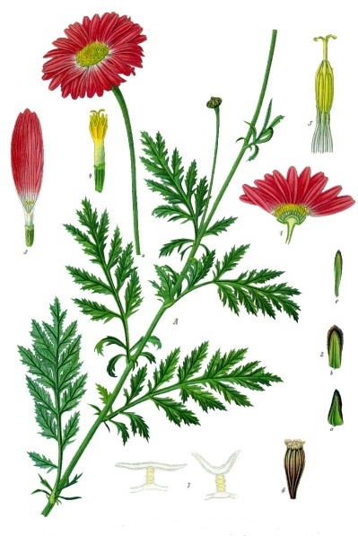 Персидский порошок Китинга | Victorian Era Wiki